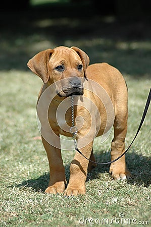 Boerboel Puppy Stock Photos - Image: 1126063