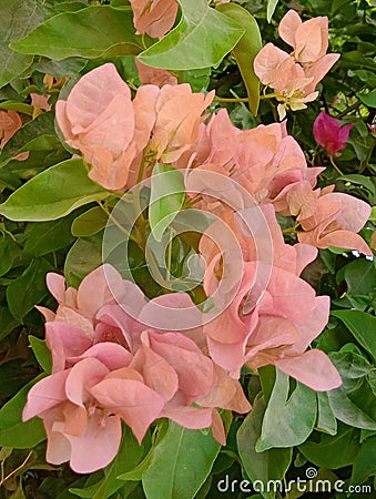 Bogan vel flower stock image. Image of pink, color, beautiful - 218054695