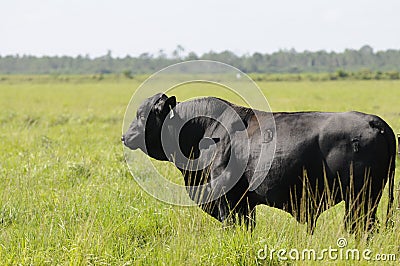 Boi Preto De Angus Foto de Stock Royalty Free - Imagem: 6345565