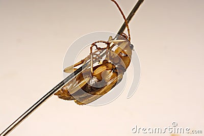 Bombardier Beetles On A Smooth Background. Stock Photography ...