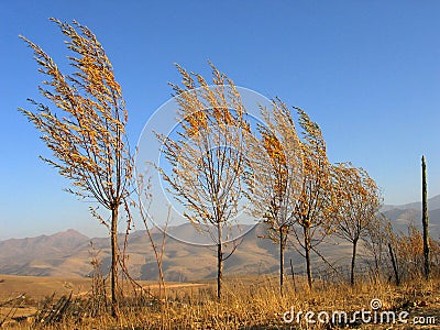 Bomen En Wind Royalty-vrije Stock Foto - Afbeelding: 4236215
