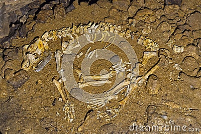 Bones Of A Cave Bear Skeleton. Cave Bear Skeleton. Ursus Spelaeus ...