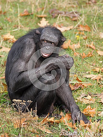 Bonobo Male Royalty Free Stock Photography - Image: 7849527