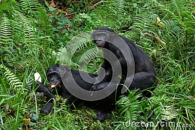 Bonobo Mating. Royalty Free Stock Photography - Image: 16476937