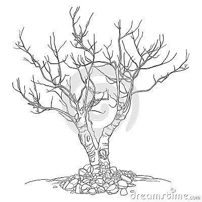 Outline Leafless Deciduous Tree In Black Isolated On White Background ...