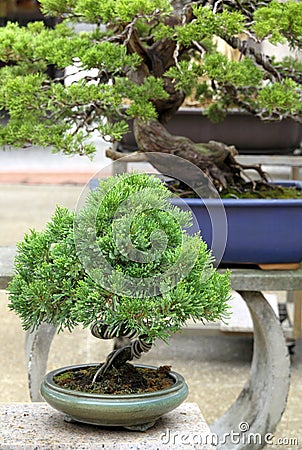 Japanese Five Needle Pine (Pinus Parvifolia) As Bonsai Tree Stock Image ...