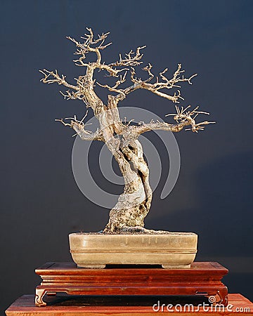 Bonsai Tree 1 Stock Image - Image: 1582891