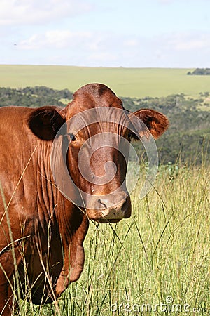 Bonsmara Cow Stock Photos - Image: 11638473