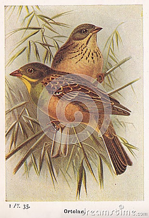 Vintage Illustration Of Ortolan Birds Editorial Photo | CartoonDealer ...