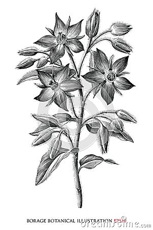 Borage Botanical Vintage Illustration Black And White Clip Art Cartoon ...