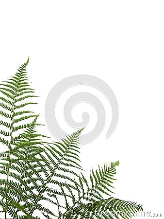Border Of Ferns Stock Photography | CartoonDealer.com #5332064