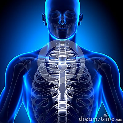 Borstbeen - Anatomiebeenderen Royalty-vrije Stock Afbeelding ...