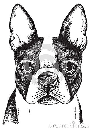 Sketch Of A Boston Terrier Face Royalty-Free Stock Photo ...