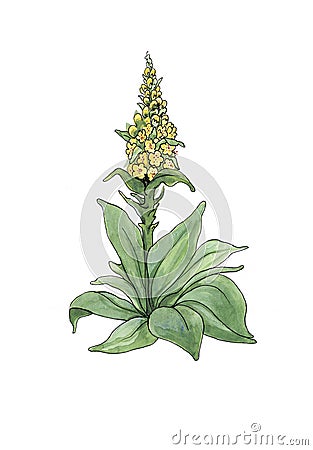 Watercolor Botanical Illustration Of Mullein. Royalty-Free Cartoon ...