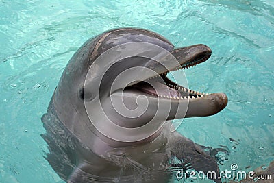 Bottle-nose Dolphin, Close-up Stock Photo - Image: 14244650