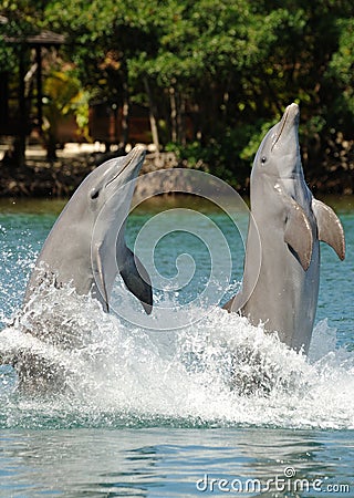 Bottlenose Dolphins Tail Walk Stock Image - Image: 18357381