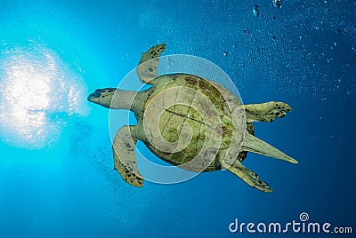 Bottom Of A Green Sea Turtle Stock Photo - Image: 39587857