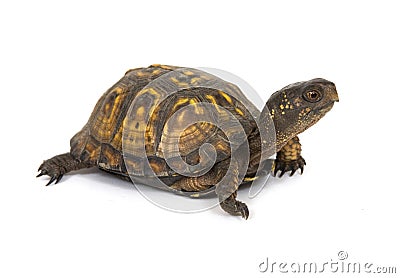 Box Turtle On A White Background Stock Image - Image: 4781171