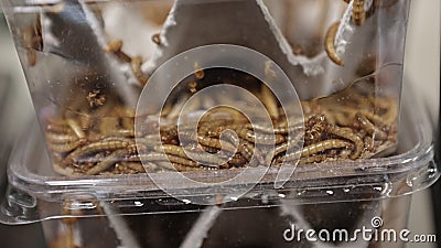 Box of worms stock video. Video of imitation, hobby - 264217065