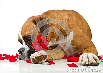 Boxer Dog Red Rose Stock Images - Image: 23249304