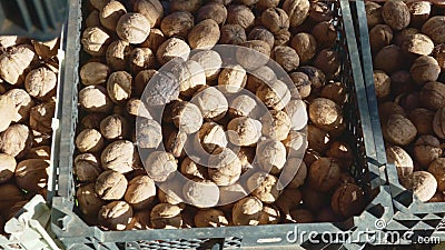Boxes of Walnuts. Harvesting Nuts on the Farm. Stock Footage - Video of ...