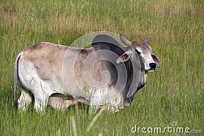 Brahma Bull Stock Image - Image: 20474691