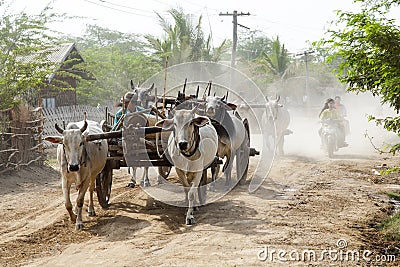 Cattle Cart On Dirt Road Editorial Photo - Image: 30147516