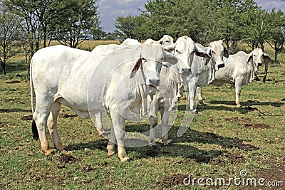 Brahman Cows Stock Photography - Image: 14930072