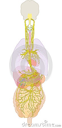 Brain With Activated Vagus Nerve, Medically Illustration Royalty-Free ...