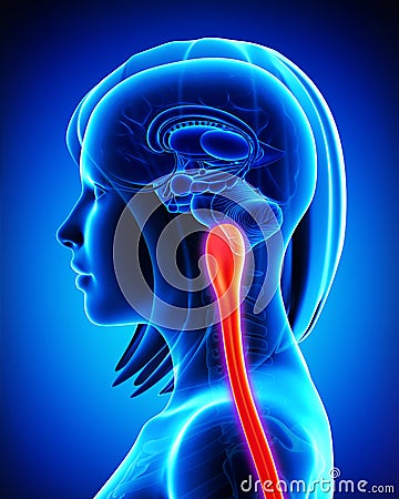 Brain Anatomy Medulla Oblongata And Spinal Cord Royalty-Free Cartoon ...