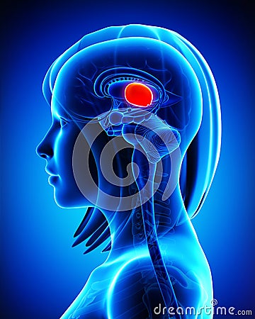 Brain Anatomy MIDBRAIN - Cross Section Royalty Free Stock Photos ...