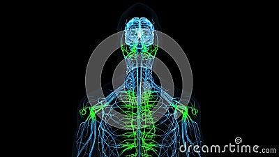 Brain Sending Signals To All Parts of the Body Stock Footage - Video of ...