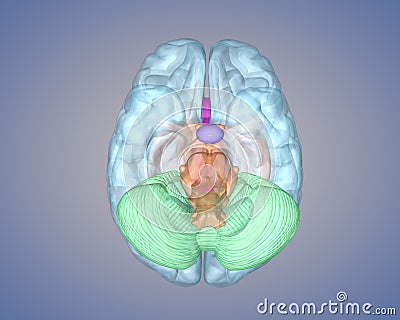 Brain Bottom View Stock Illustration - Image: 49933595