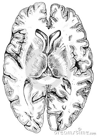 Brain - Cerebral Cortex Cross Section Stock Photography | CartoonDealer ...
