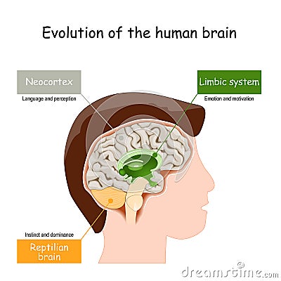 Brain Evolution From Reptilian Brain, To Limbic System And Neocortex ...