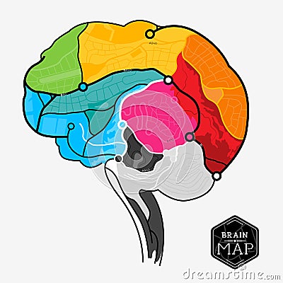 Brain Map Cartoon Vector | CartoonDealer.com #30318551
