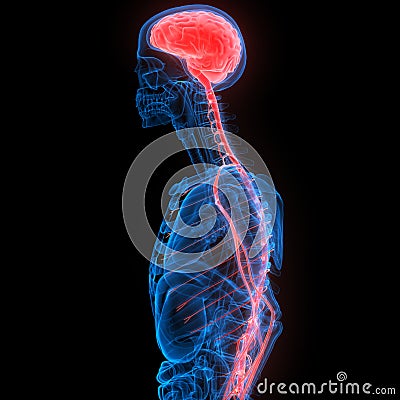 Brain A Part Of Human Central Nervous System Anatomy 3d Rendering ...