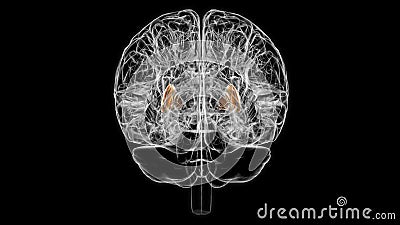Brain Putamen Anatomy for Medical Concept 3D Animation Stock Video ...