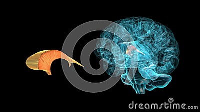 BRAIN-Septum of Telencephalon 3D Part Stock Video - Video of ...