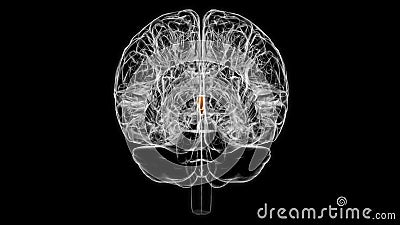 Brain Third Ventricle Anatomy for Medical Concept 3D Illustration Stock ...
