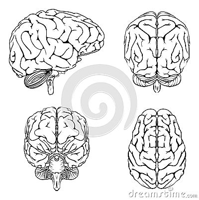 Pencil Skethy Study of Human Brain Stock Illustration - Illustration of ...