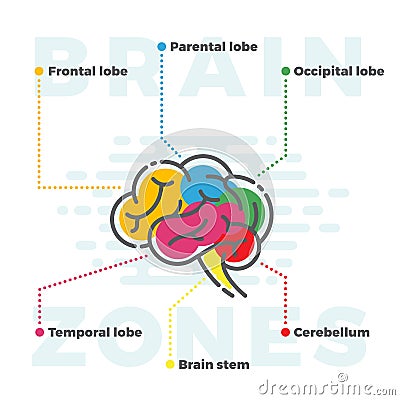 Brain Zones Scheme. Colorful Infographics Of Different Lobes In Line ...