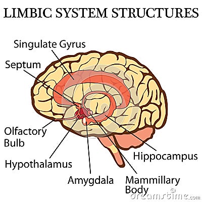 Limbic System. Cross Section of the Human Brain Stock Vector ...
