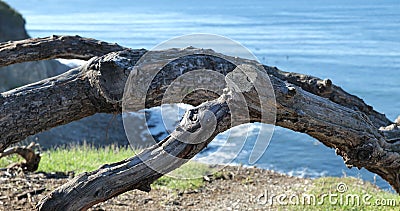Branch of a Fallen Tree on a Bluff Above the Pacific Ocean Stock ...
