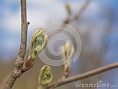 Branch With Sprouting Leaf Buds Of A Speckled Alder Tree Royalty-Free ...