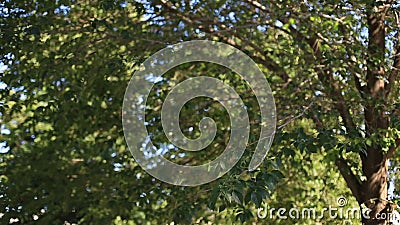 The Branches of a Tree with Green Leaves in a Bright Sunny Day Swaying ...