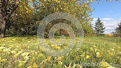 The Branches of a Tree with Yellowed Leaves Sway in the Wind Stock ...