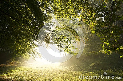 Nature Background Spring Mist Fog Forest Sunset Sunrise Morning Sun ...