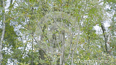 Branches of Young Tree Sway in Wind. Action. Green Branches of Small ...