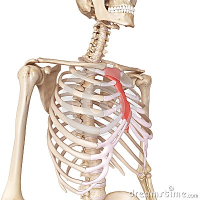 The Breast Bone Stock Illustration - Image: 56652570